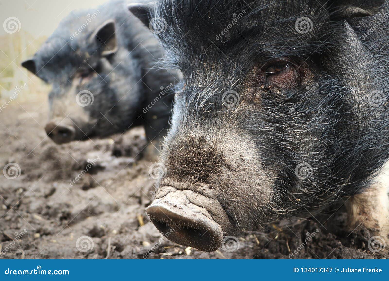 Mini Cerdo O Cerdos En Fango Imagen de archivo - Imagen de rural ...