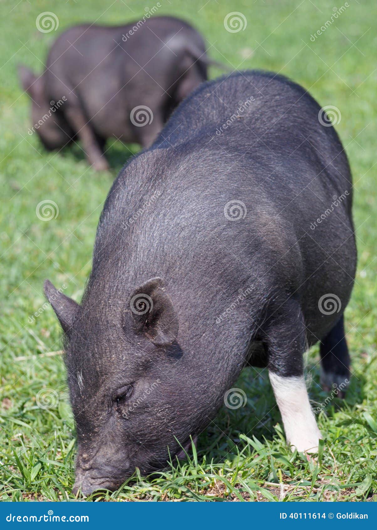 Mini cerdos en pasto foto de archivo. Imagen de joven - 40111614