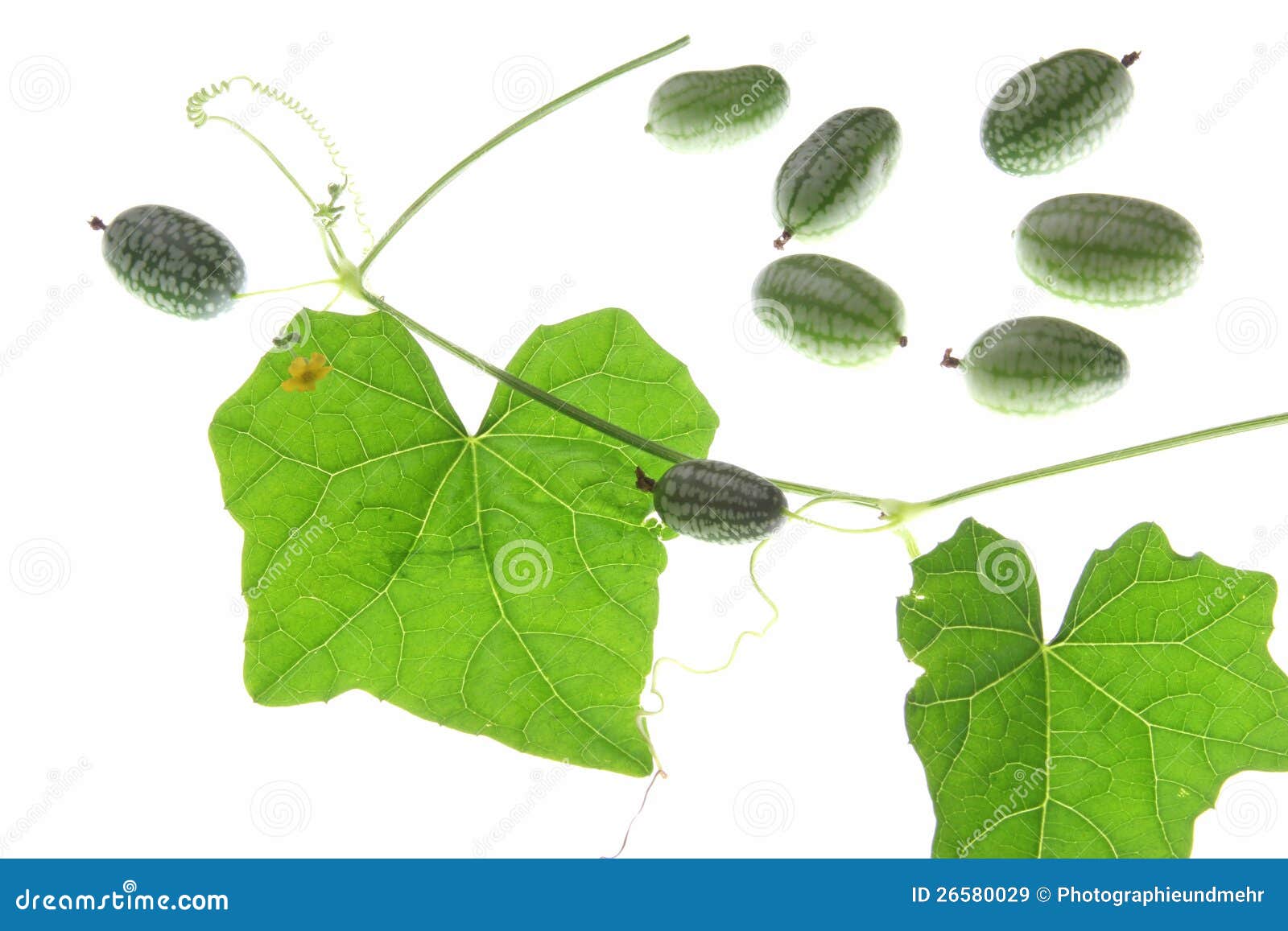 Mini Cetriolo Messicano (scabra Di Melothria) Immagine Stock - Immagine ...