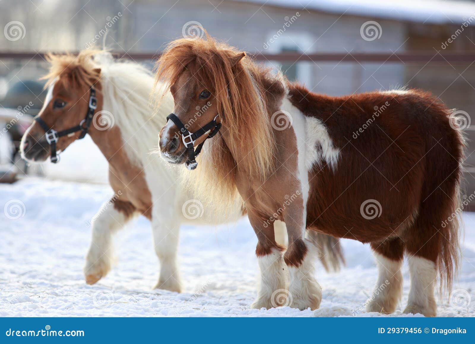 Mini cheval photo stock. Image du poney, étalon, animal - 29379456