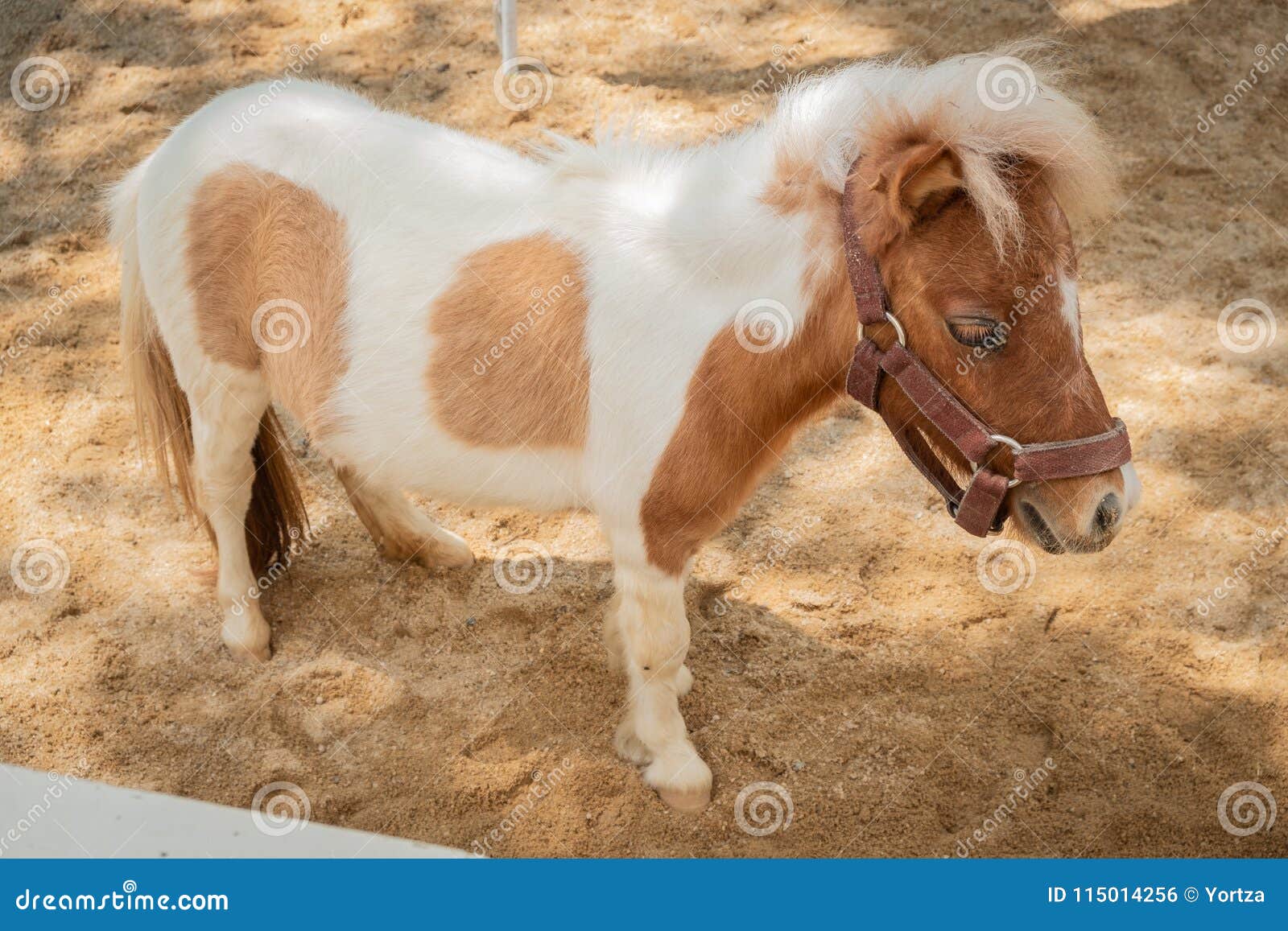 Mini cheval nain photo stock. Image du miniature, mini - 115014256