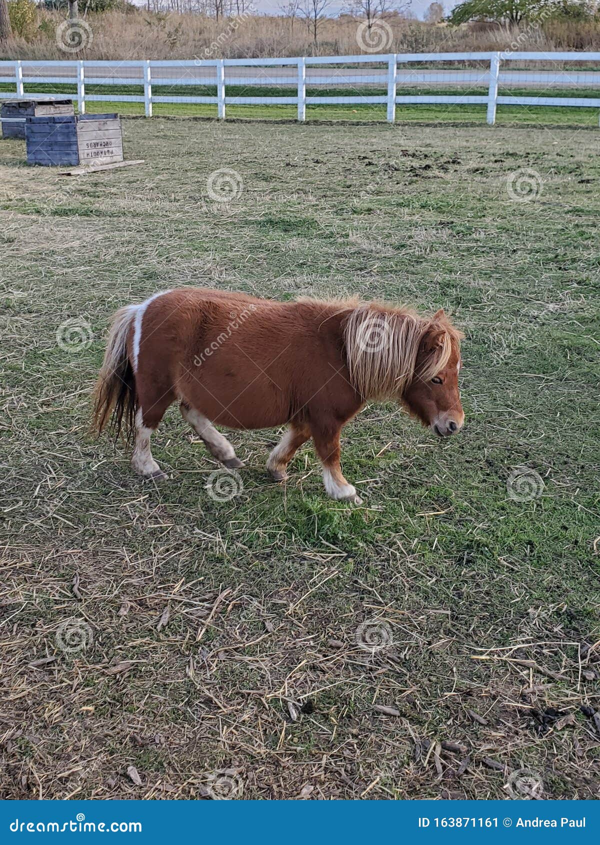 Mini chubby pony stock image. Image of mini, brown, pony - 163871161