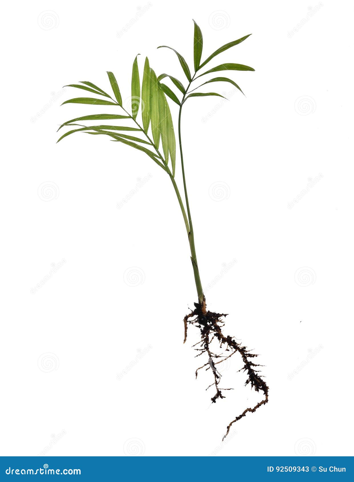 Mini coconut tree stock image. Image of background, beautiful - 92509343