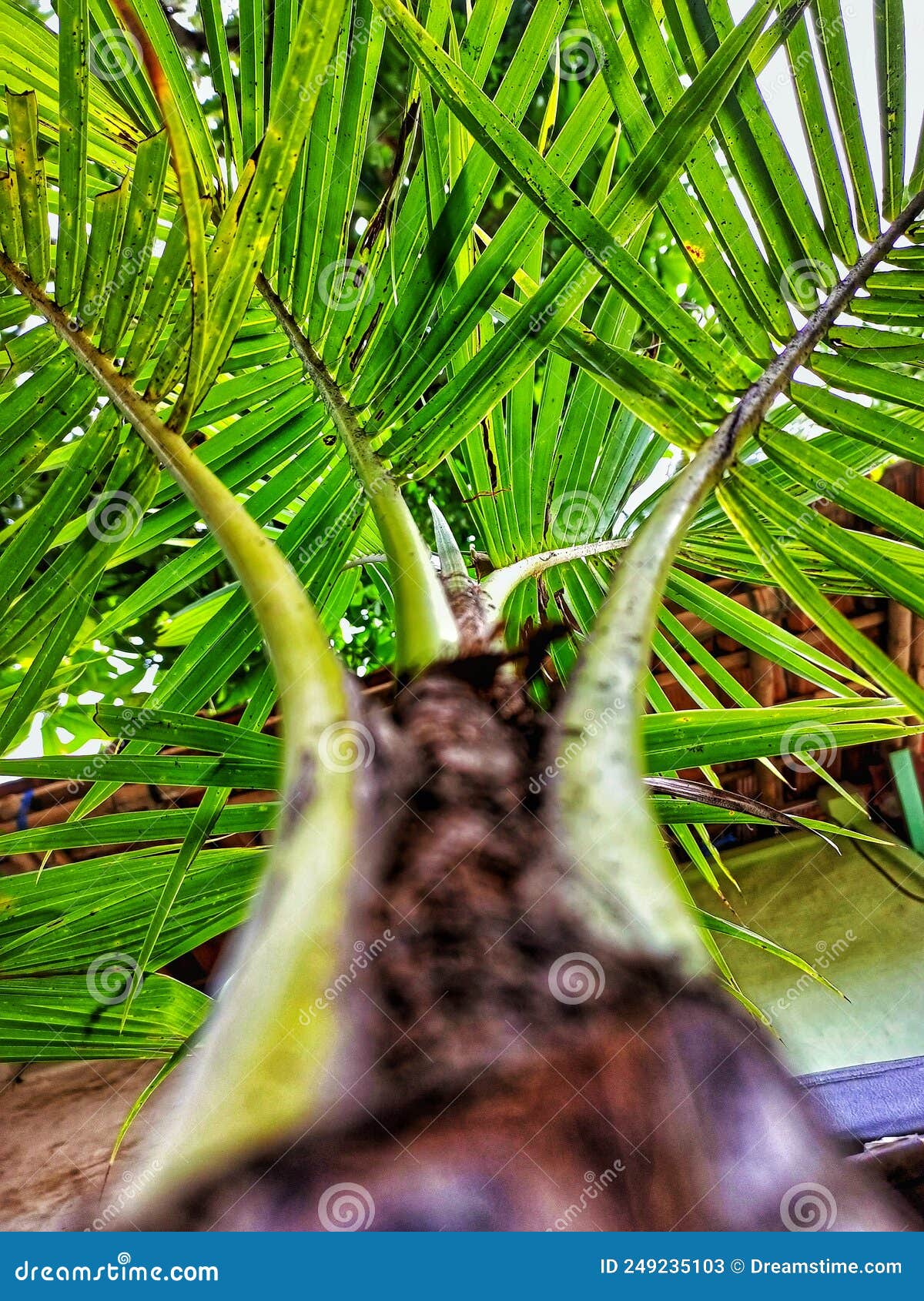 Mini coconut tree stock image. Image of home, back, tree - 249235103