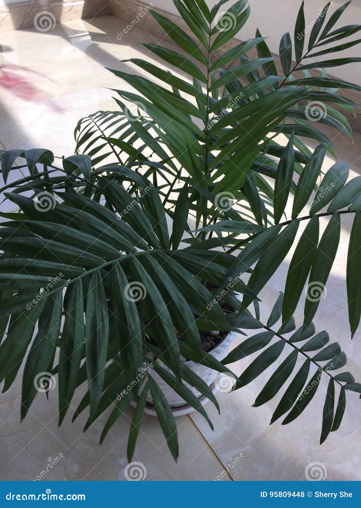 Mini coconut tree stock photo. Image of tree, pocket - 95809448