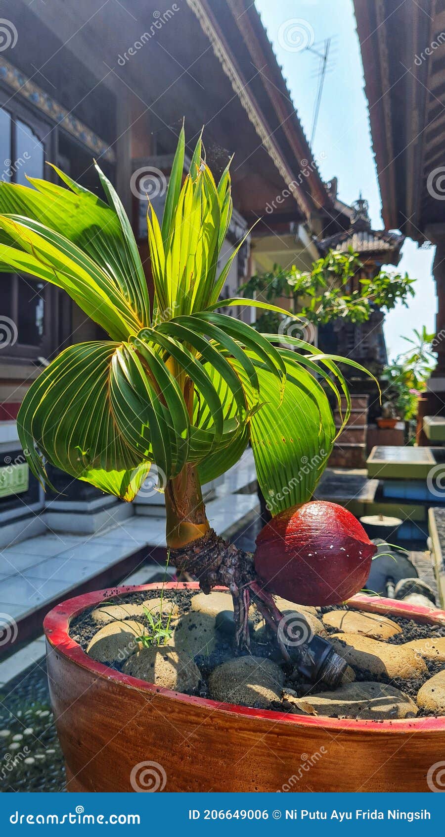 A Mini Coconut Tree on the Pot Stock Photo - Image of mini, leaf: 206649006