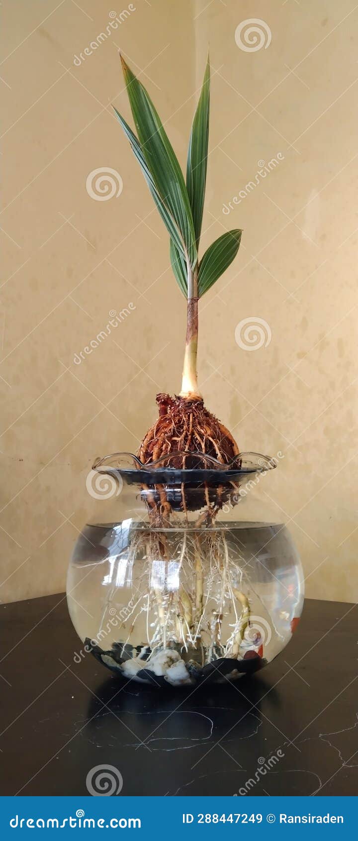 Mini Coconut Tree in the Table Stock Image - Image of plant, table ...
