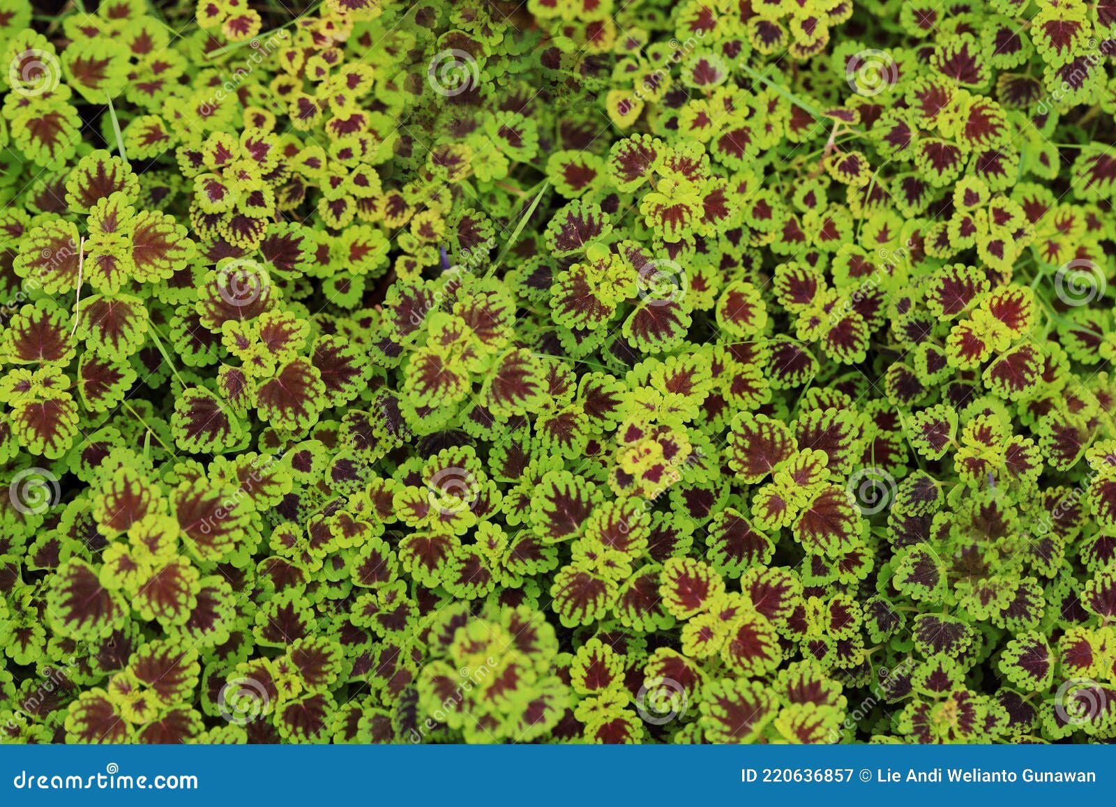 Mini Coleus Plant stock image. Image of leaves, garden - 220636857