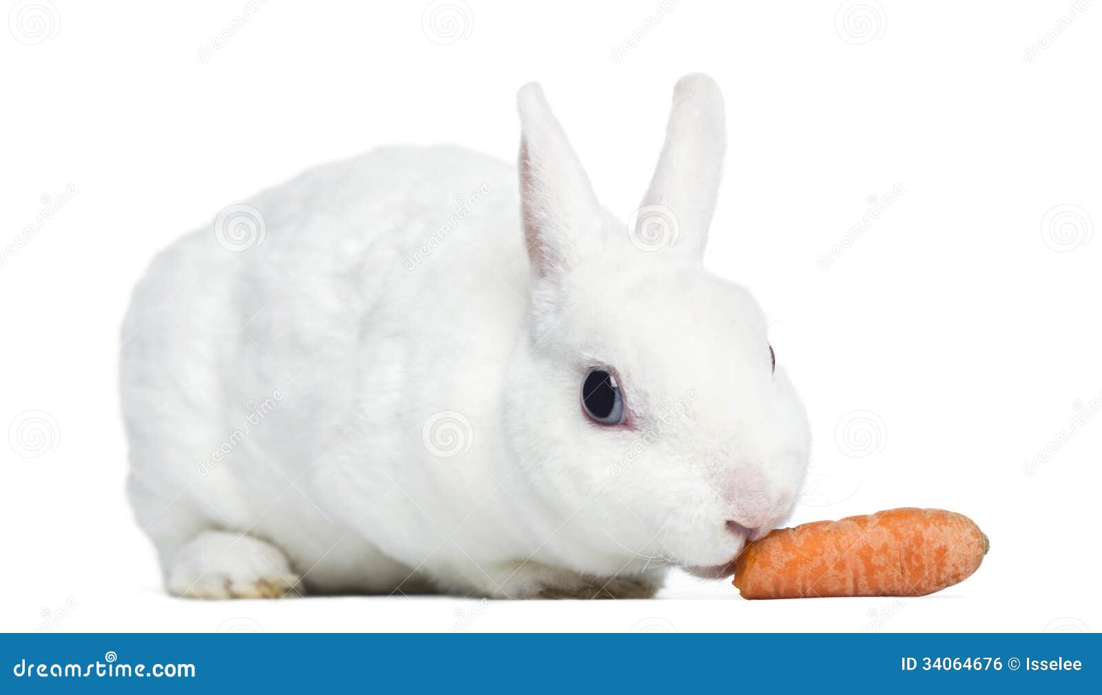 Mini Conejo Del Rex Que Come Una Zanahoria, Aislada Foto de archivo ...