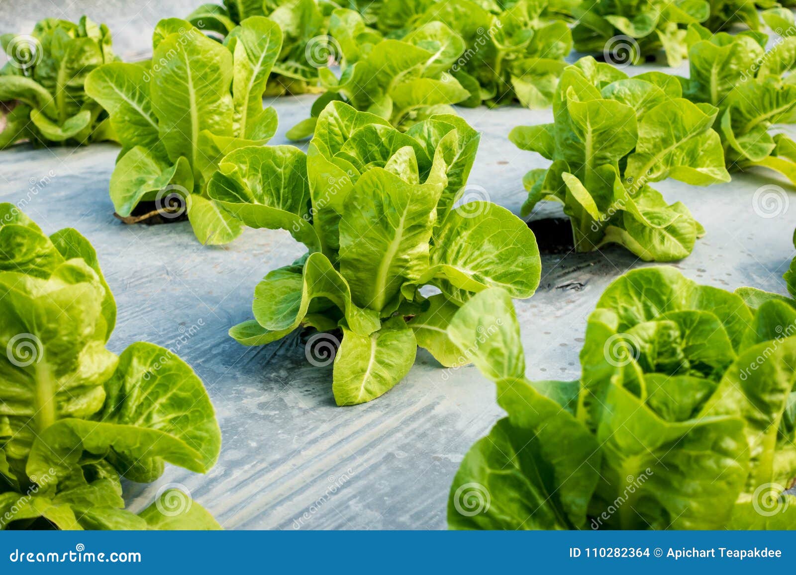 Mini Cos Lettuce stock photo. Image of food, health - 110282364