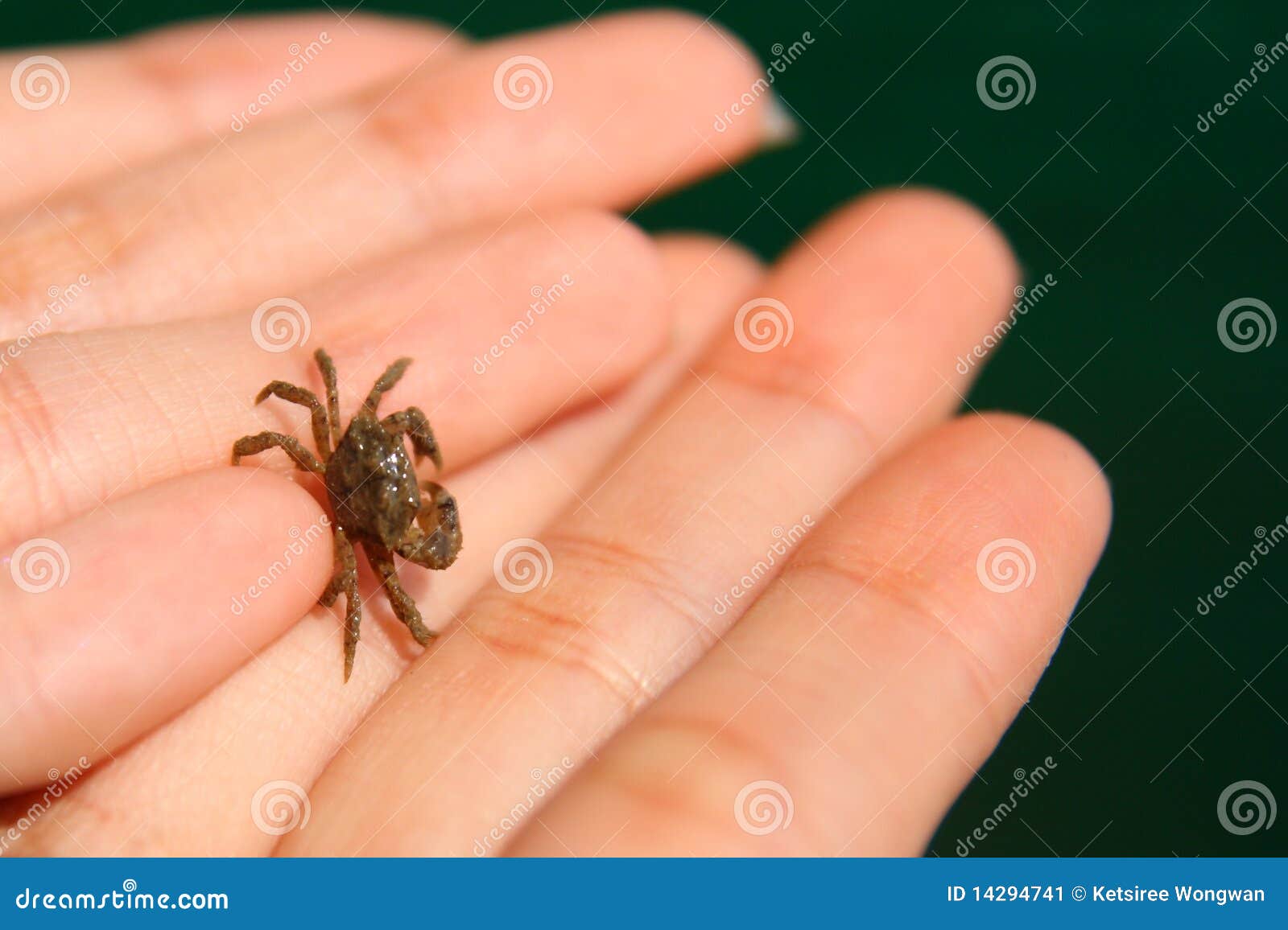 Mini crab stock image. Image of beach, animal, wild, nature - 14294741