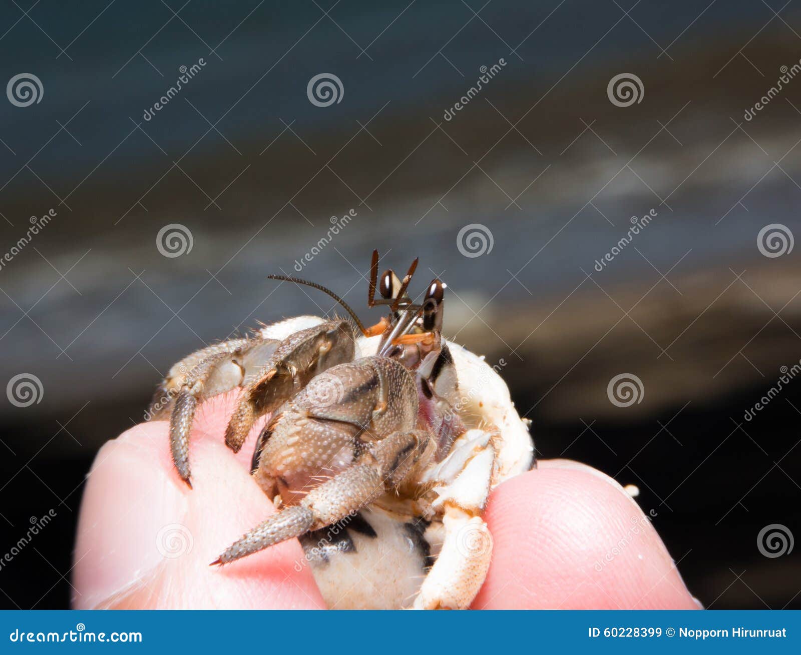 Mini crab stock image. Image of beach, cute, crab, wildlife - 60228399