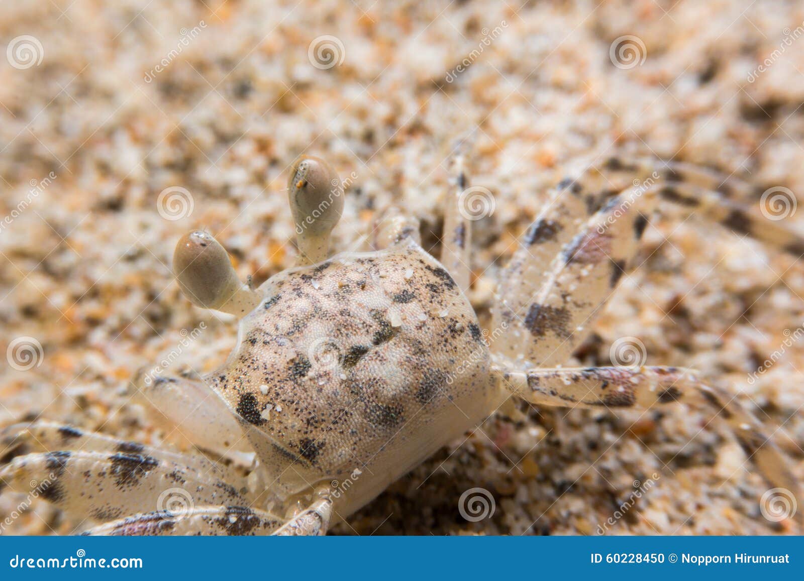 Mini Crab Stock Photo | CartoonDealer.com #60228450