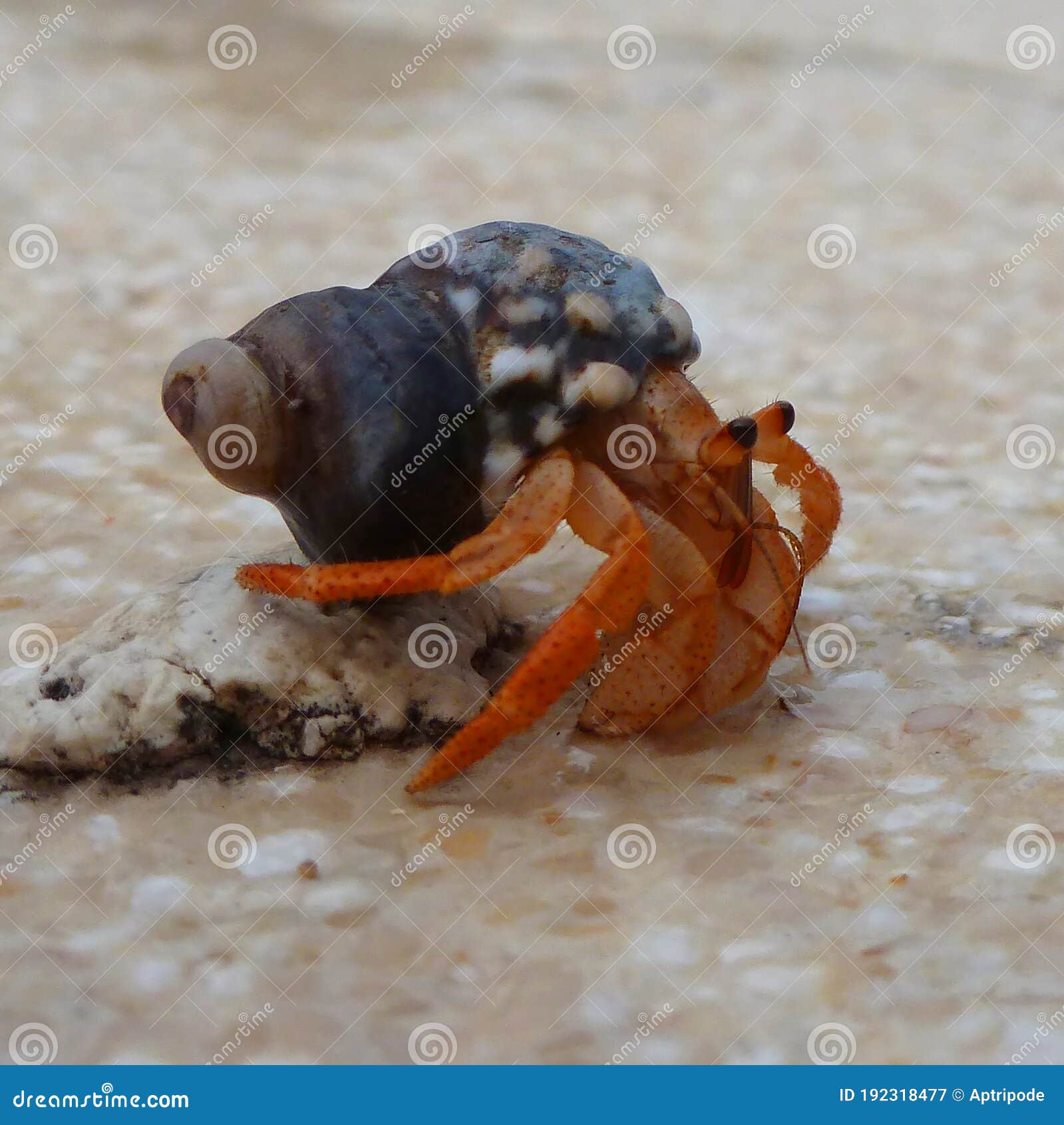 Mini Crab in the Sand of a Beach Stock Image - Image of orange, insect ...