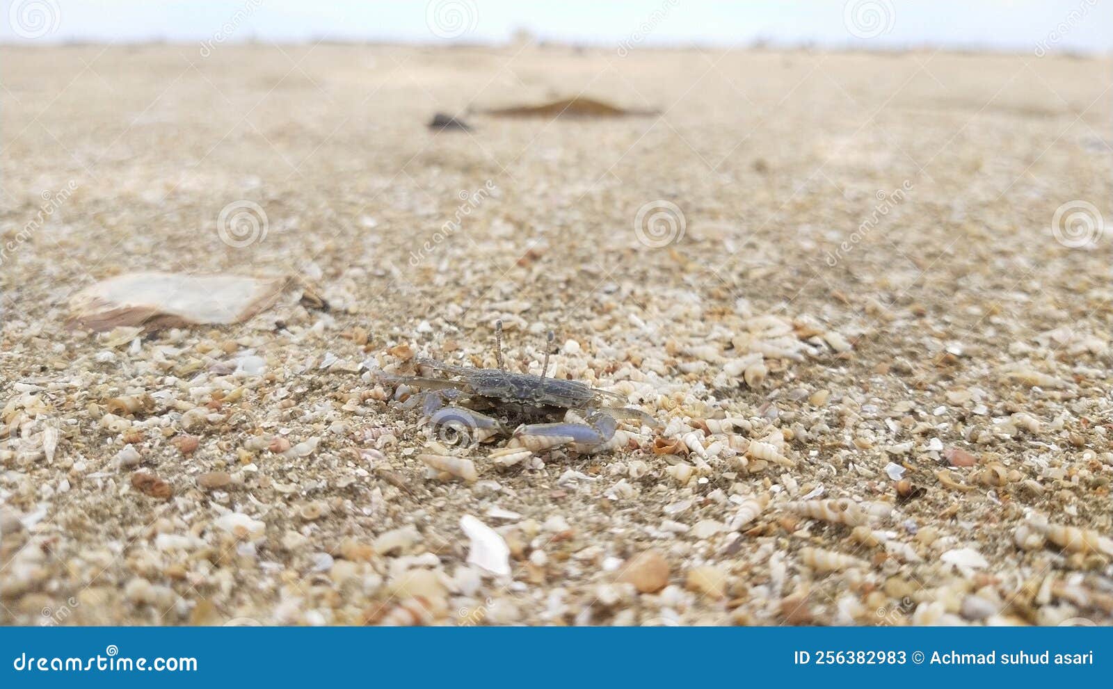 Mini Craps Stock Photos - Free & Royalty-Free Stock Photos from Dreamstime