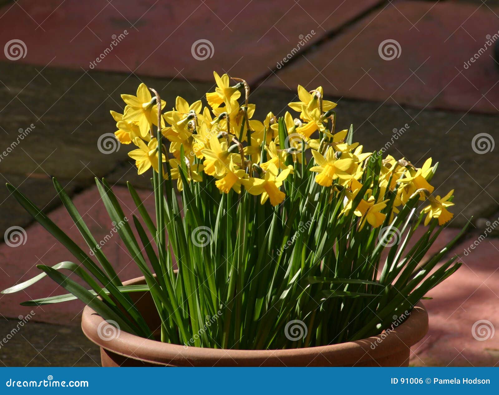 Mini daffodils stock photo. Image of botanical, miniature - 91006