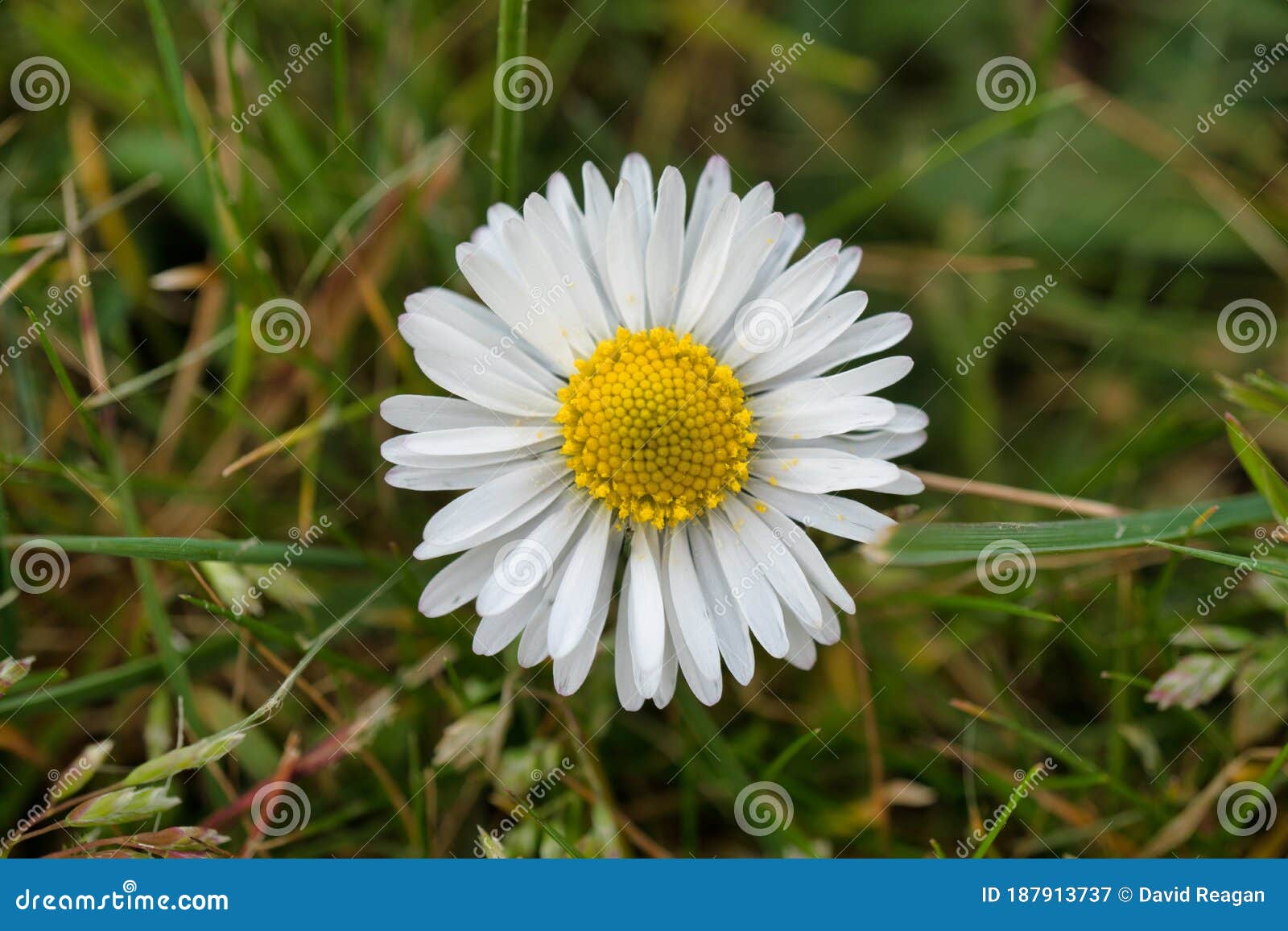 Mini Daisy on the Lawn stock image. Image of mini, close - 187913737