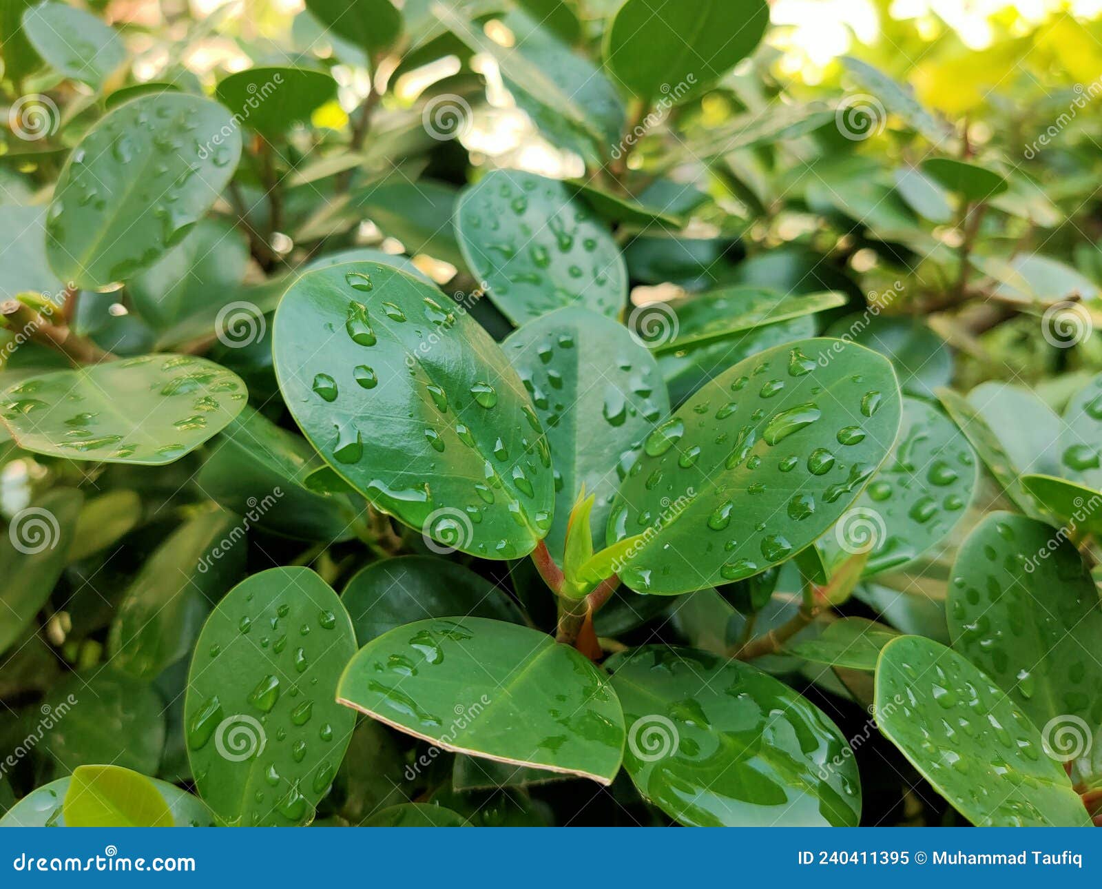 Mini Dollar Banyan Tree and Morning Dew Stock Image - Image of garden ...