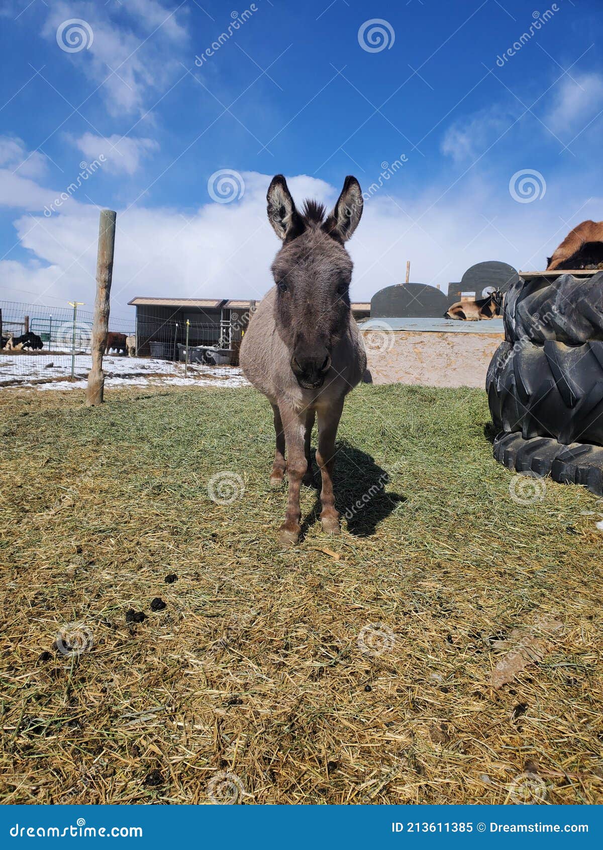 Mini donkey on the farm stock image. Image of spring - 213611385