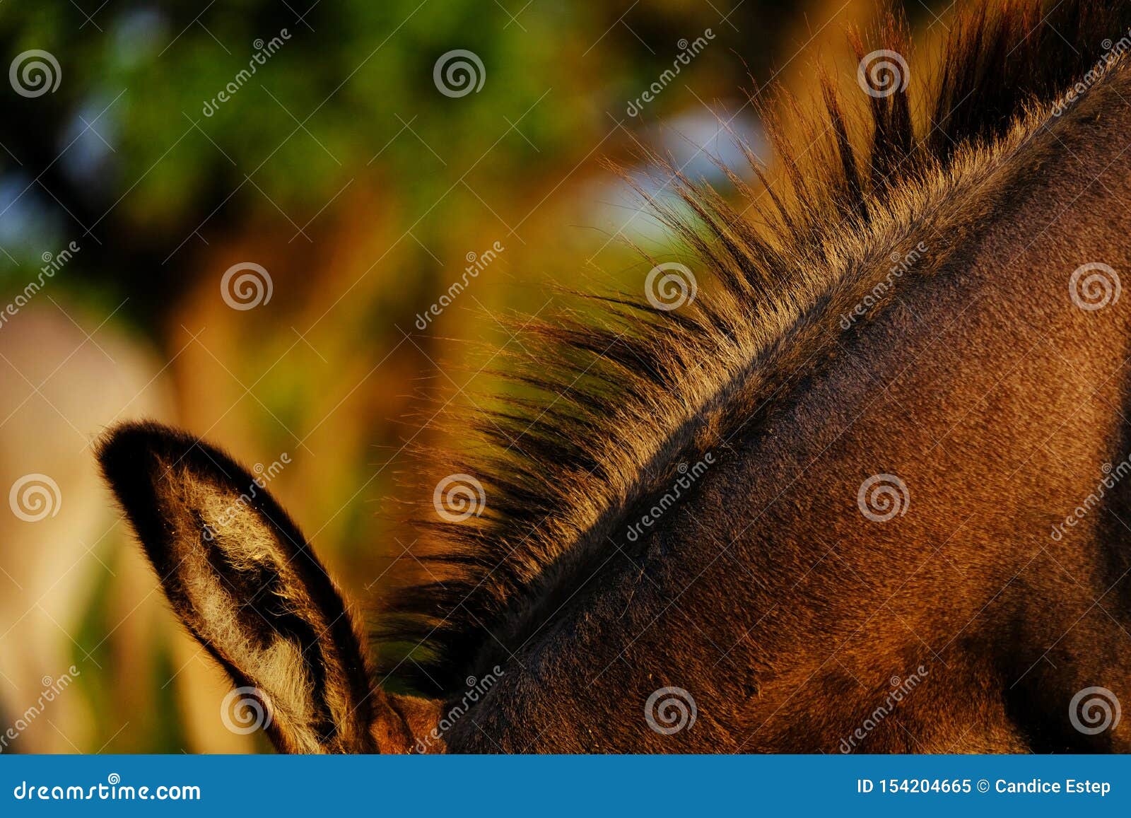 Mini donkey mane close up stock image. Image of close - 154204665