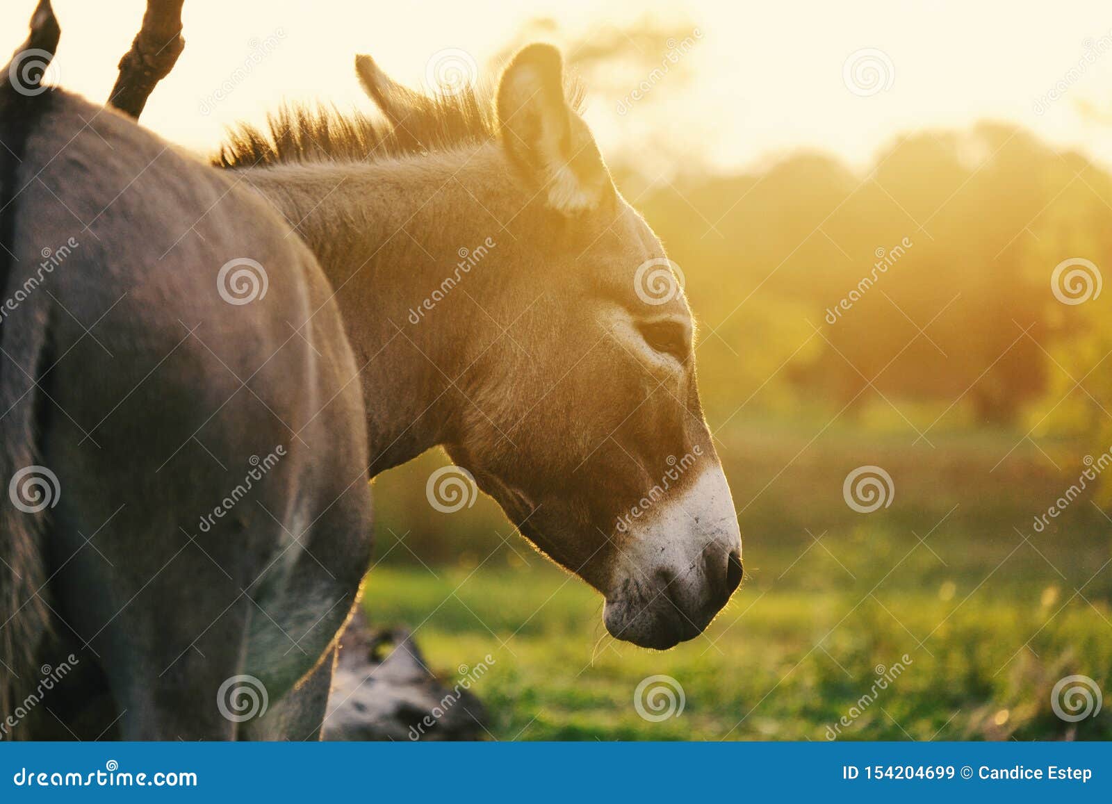 Mini Donkey Portrait at Sunset Overlooking Pasture Stock Image - Image ...