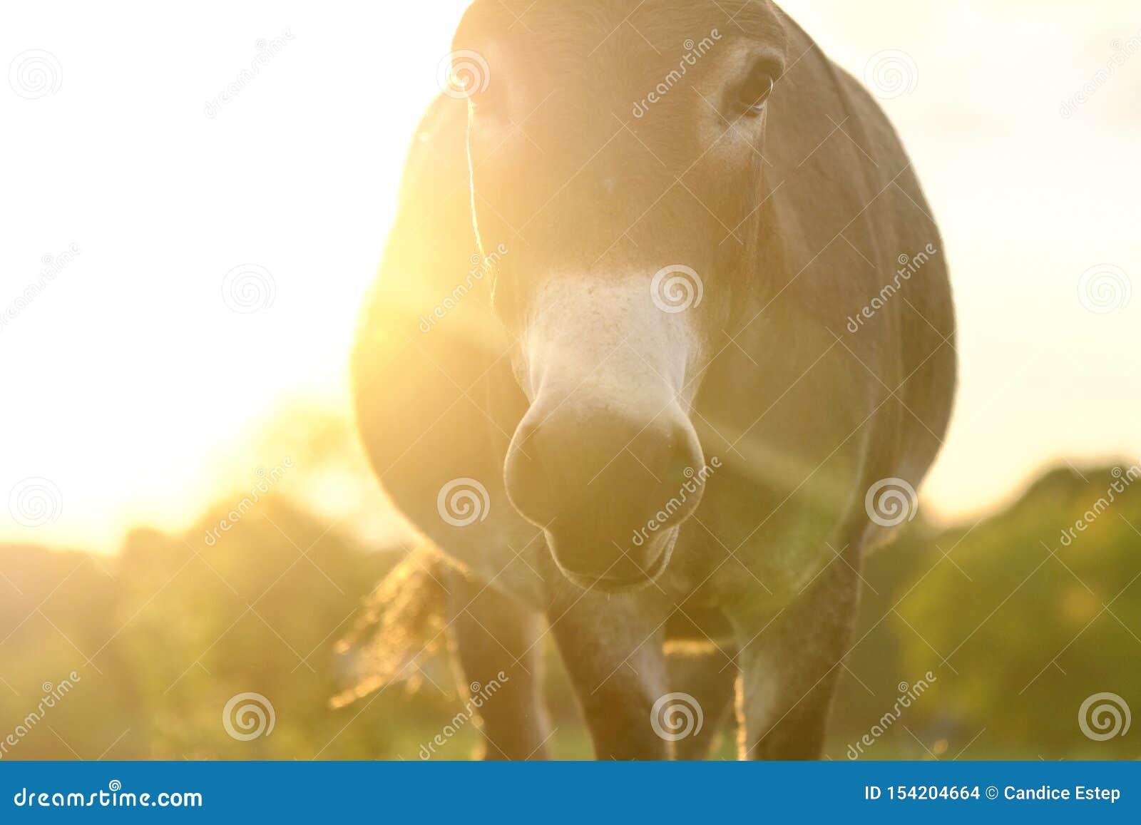 Mini donkey at sunset stock photo. Image of outdoors - 154204664