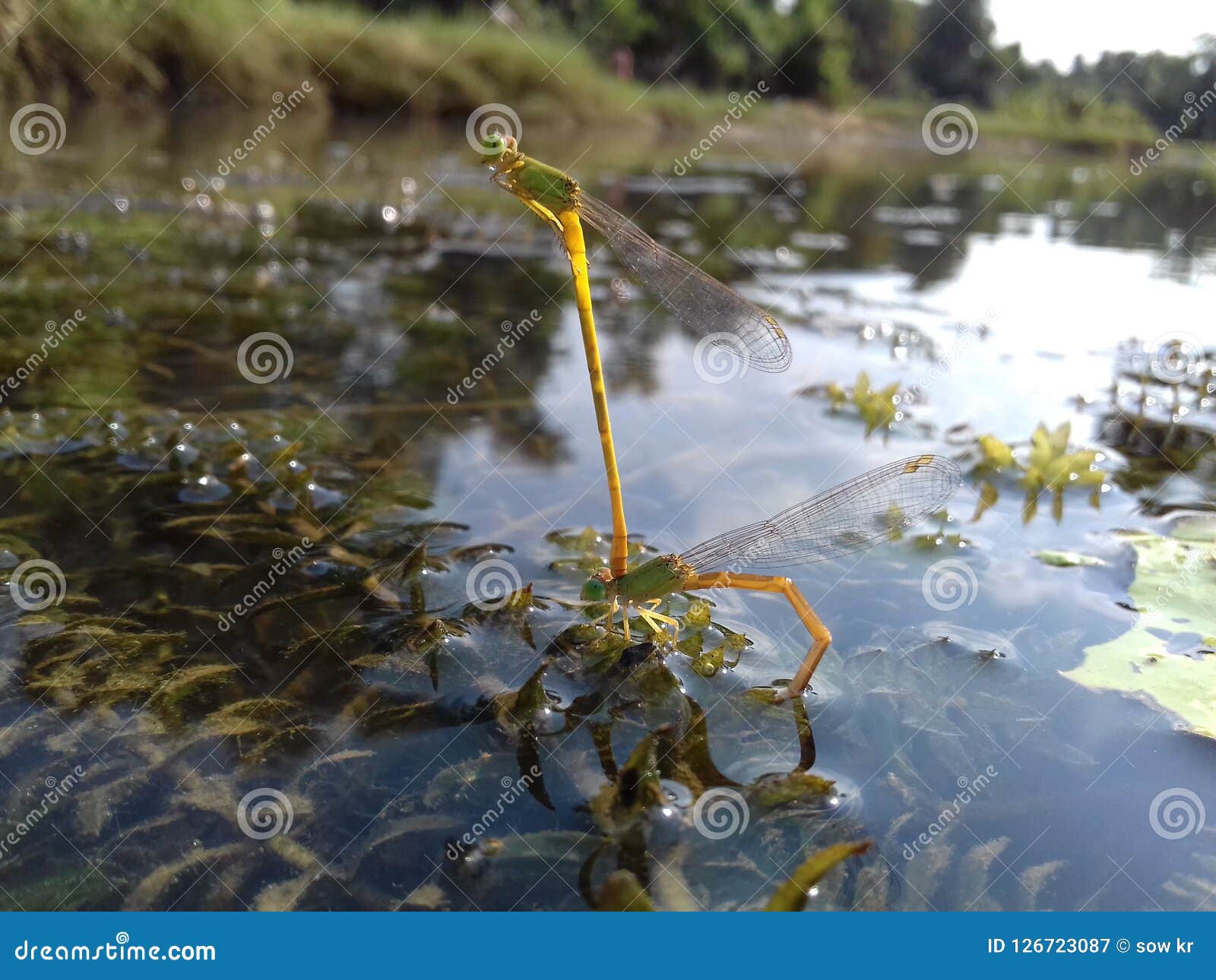 2 mini dragonfly stock image. Image of dragonfly, water - 126723087