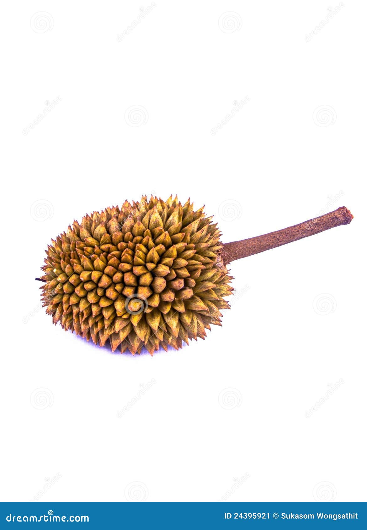 Mini durian fruit stock image. Image of delicious, bark - 24395921