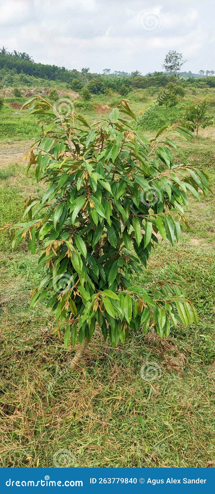 Mini Durian Fruit Tree Stock Photos - Free & Royalty-Free Stock Photos ...