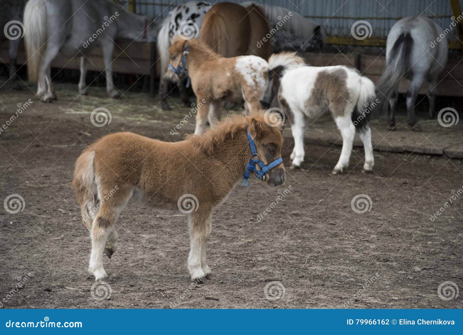 Mini Dwarf Horse in a Pasture at a Farm. Stock Photo - Image of foal ...