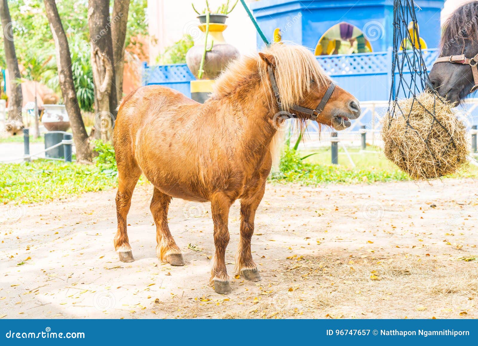 Mini Dwarf Horse in a Pasture at a Farm Stock Image - Image of ...