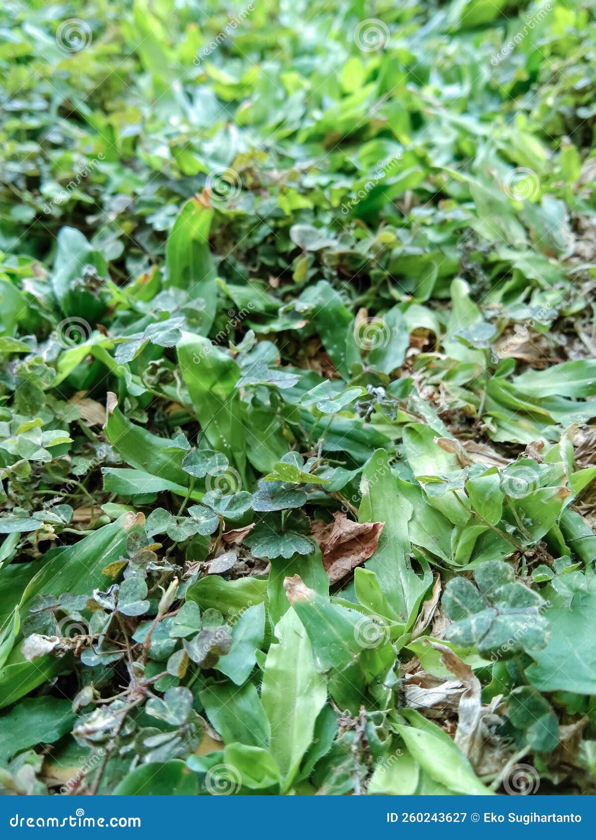 Mini Elephant Grass Growing in the Park Stock Image - Image of growing ...