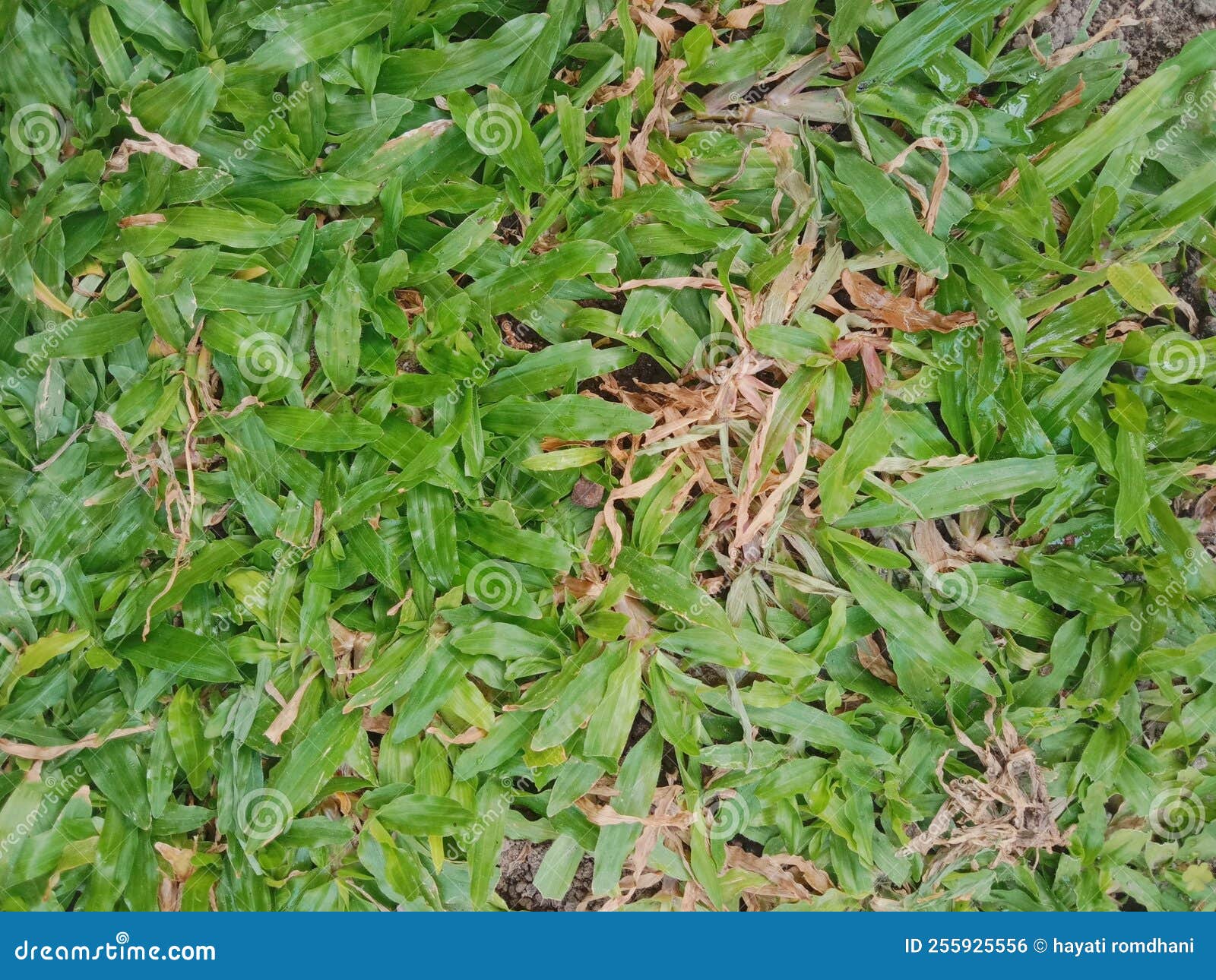 Mini Elephant Grass is Usually Used for Gardens Stock Photo - Image of ...