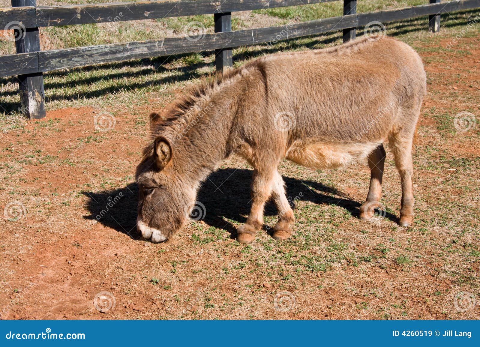 Mini Ezel stock afbeelding. Image of zoogdier, weiland - 4260519