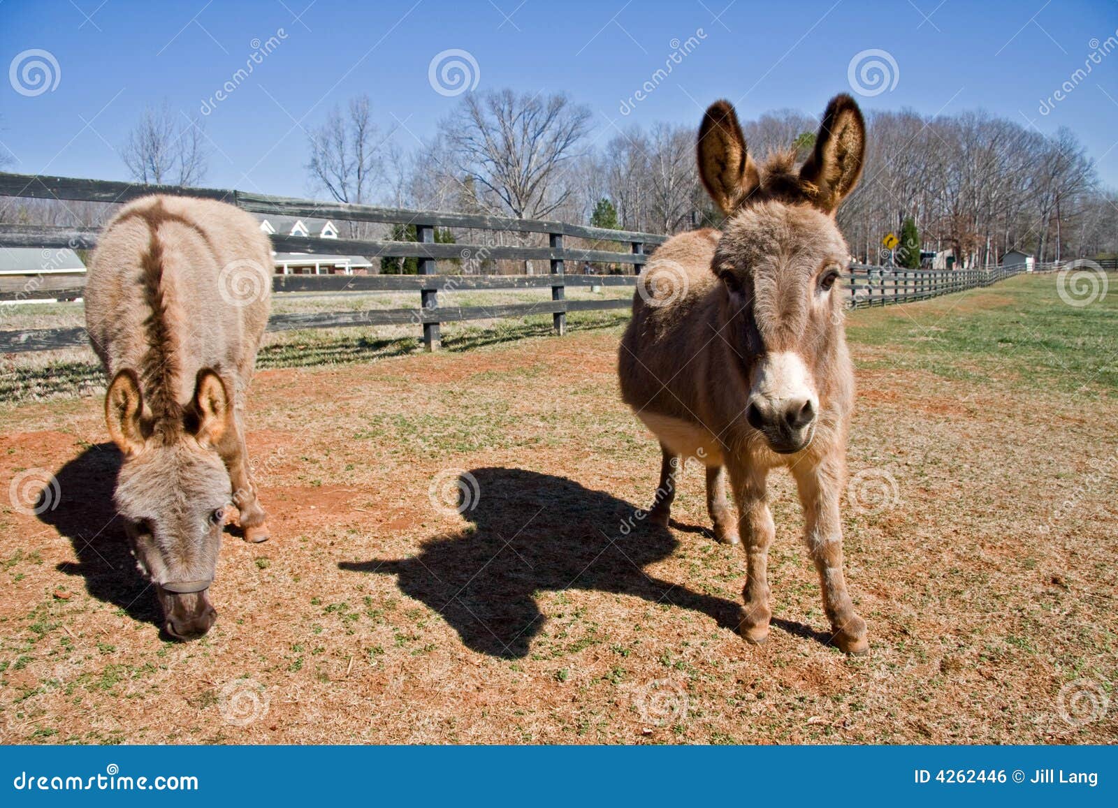 Mini Ezels stock foto. Image of leuk, kerkhof, ezel, boerderij - 4262446