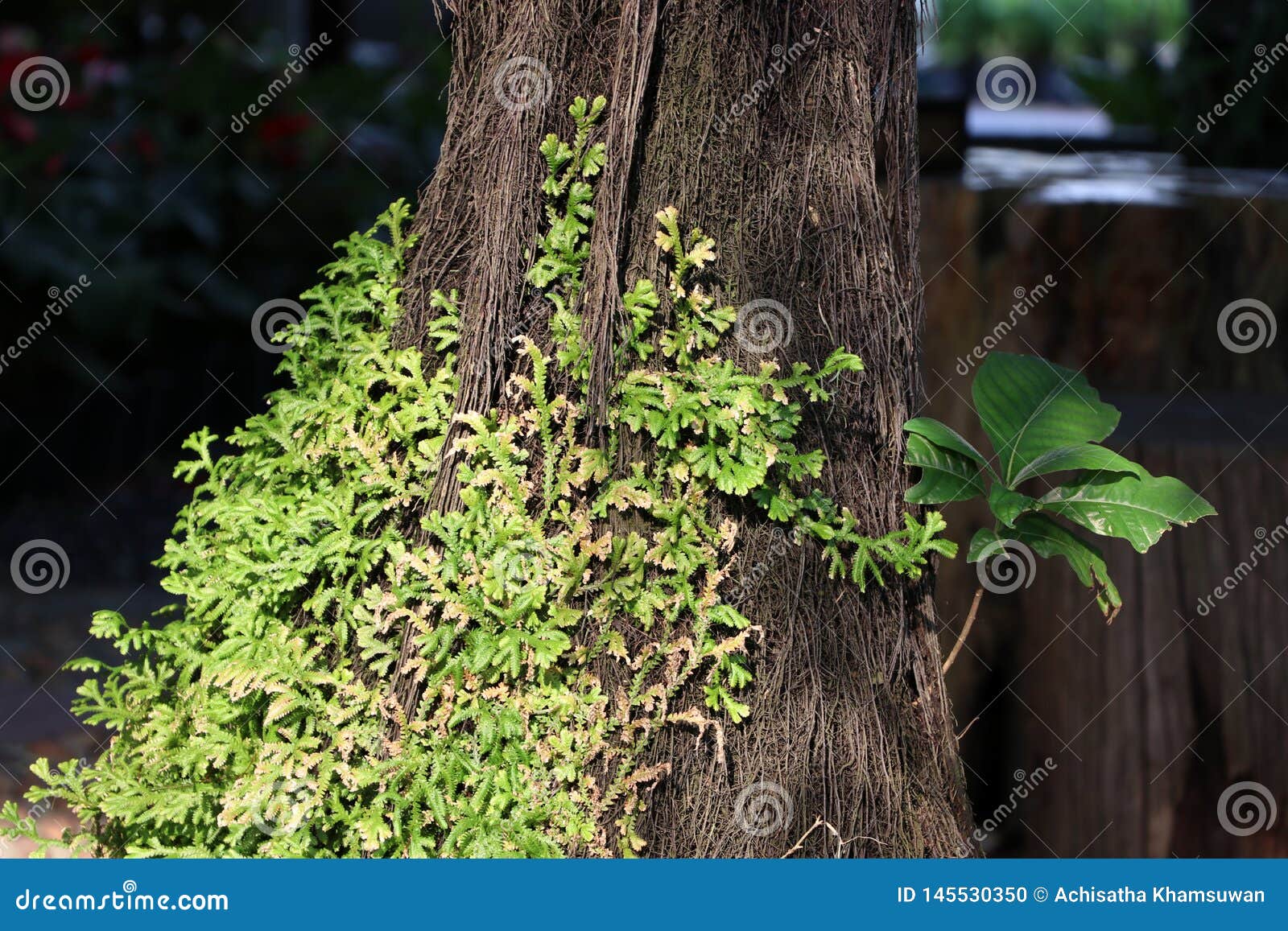 Mini Fern Creeper on the Large Tree Base Stock Photo - Image of fresh ...