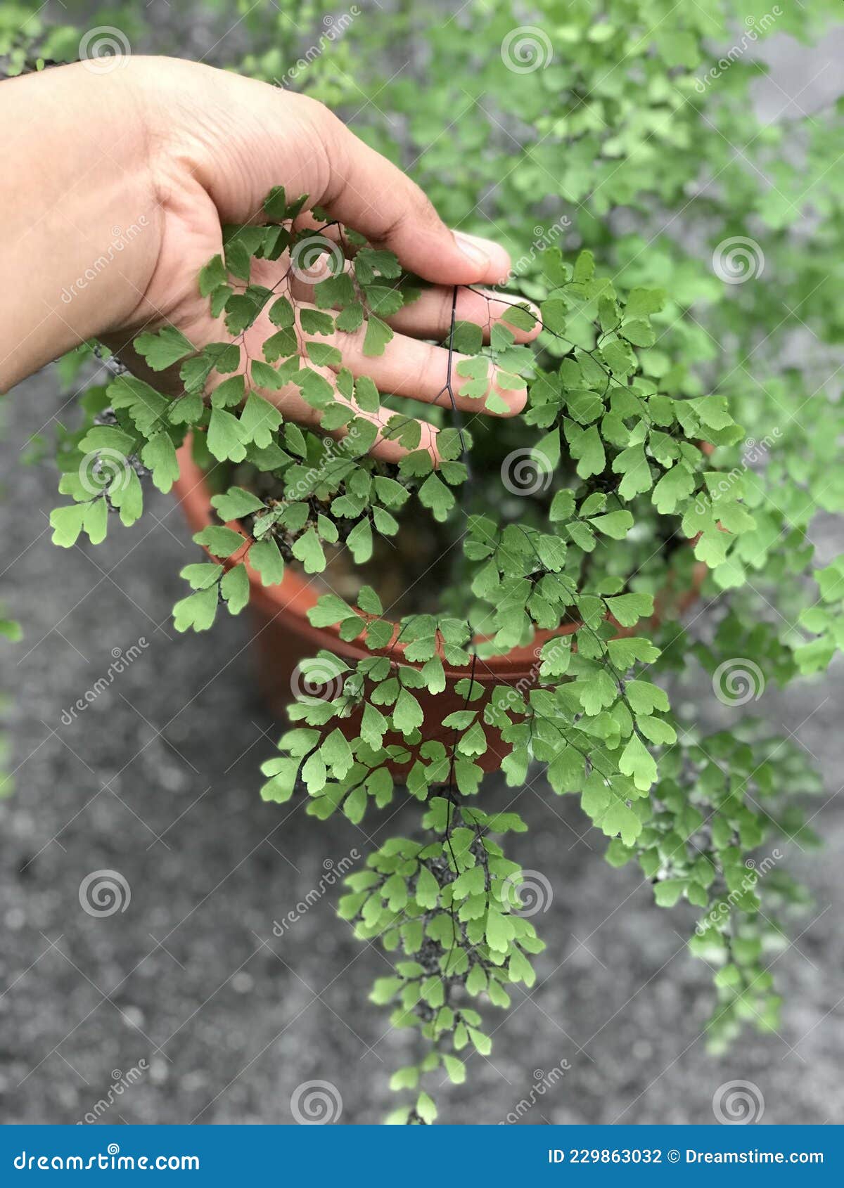 Mini fern stock photo. Image of fern, indoor, mini, decorative - 229863032