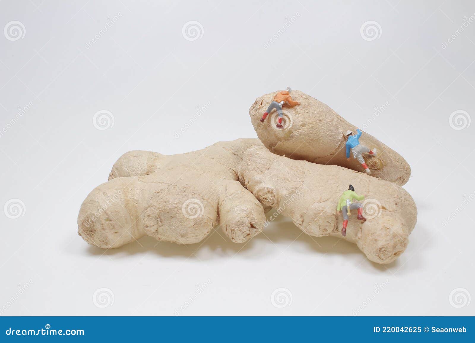 A Mini Figure Climb the Ginger Root on White Back Ground Stock Image ...