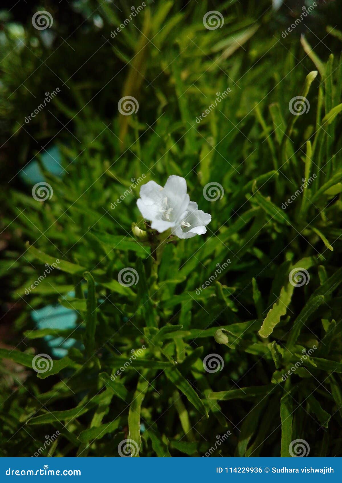 Mini flores foto de archivo. Imagen de cubo, mini, flores - 114229936