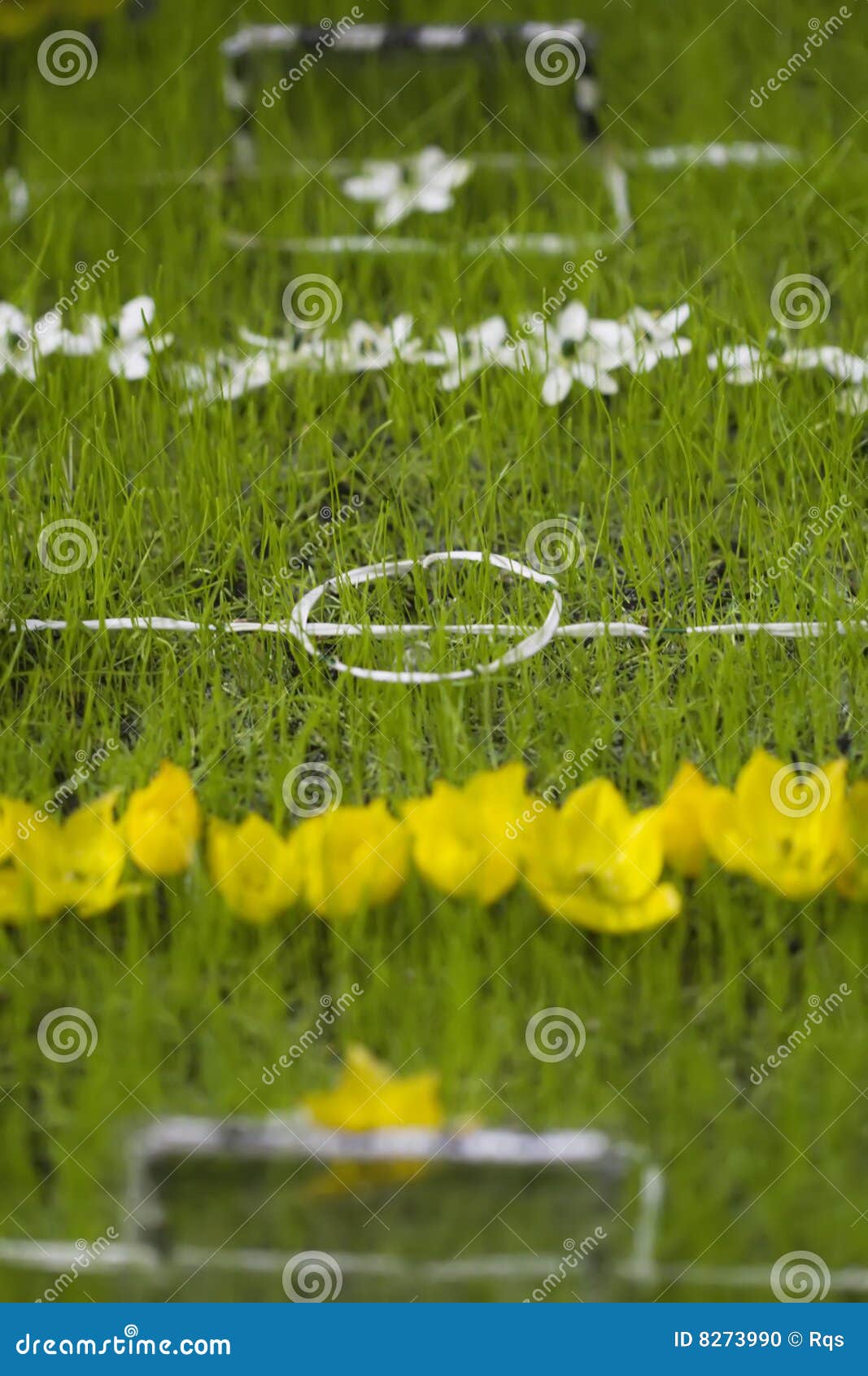 Mini flower football field stock photo. Image of floral - 8273990