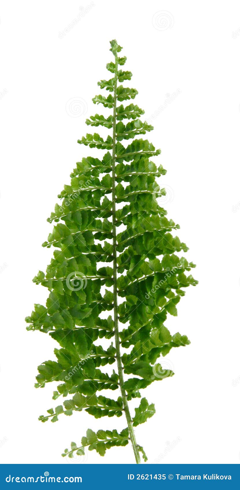 Mini Foglia Della Felce, Isolata Immagine. Immagine: 2621435