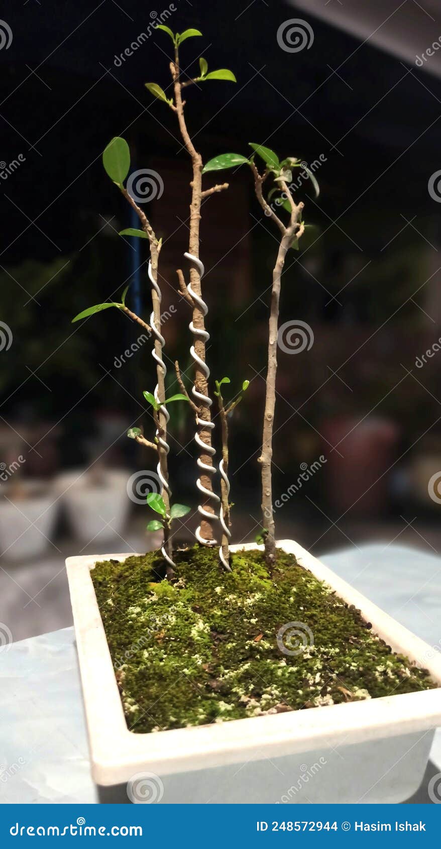 Mini Forest of Banyan Trees in a Flower Pot Stock Photo - Image of ...