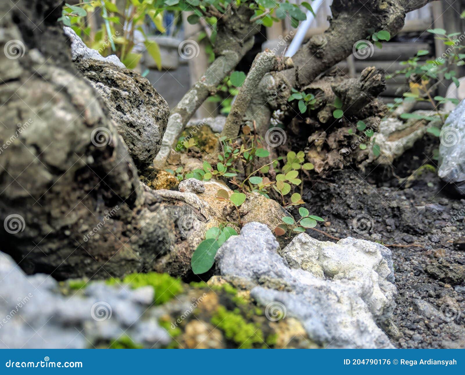 Mini forest tree stock photo. Image of trees, rocks - 204790176