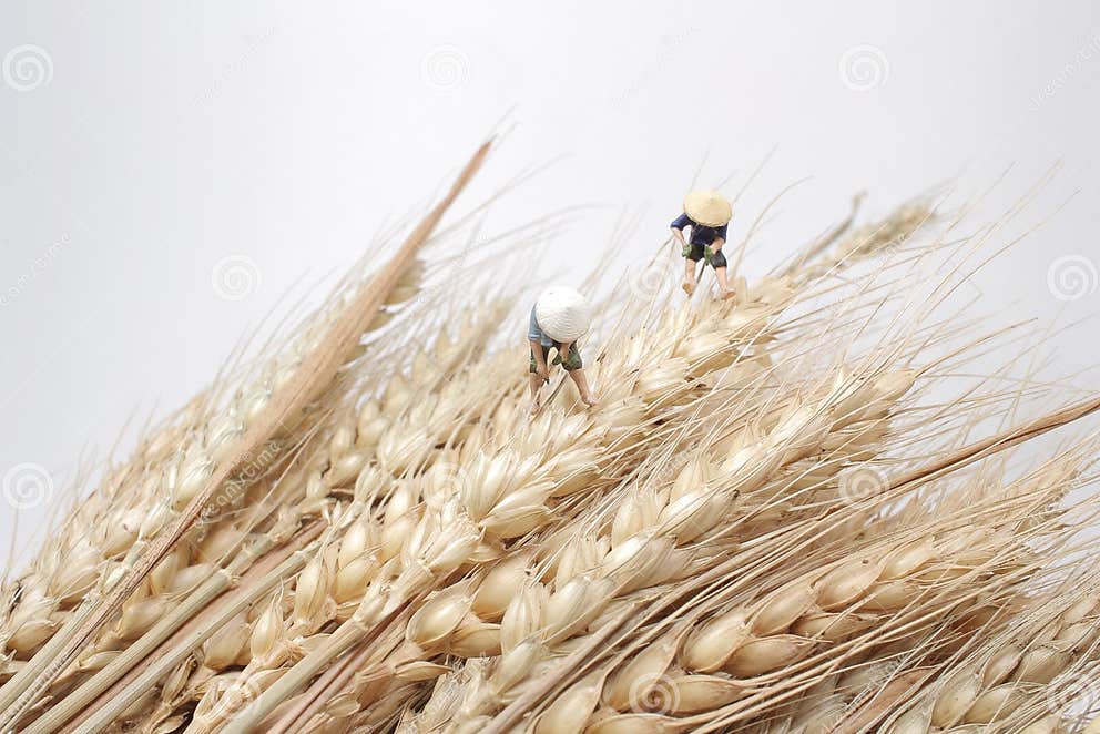 A Mini of Fun Famer on the Wheat Stock Image - Image of farmer, growth ...