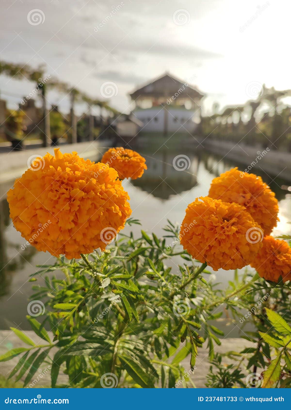 Mini Garden Concept in the Kopi Perahu Prambanan Yard Stock Image ...