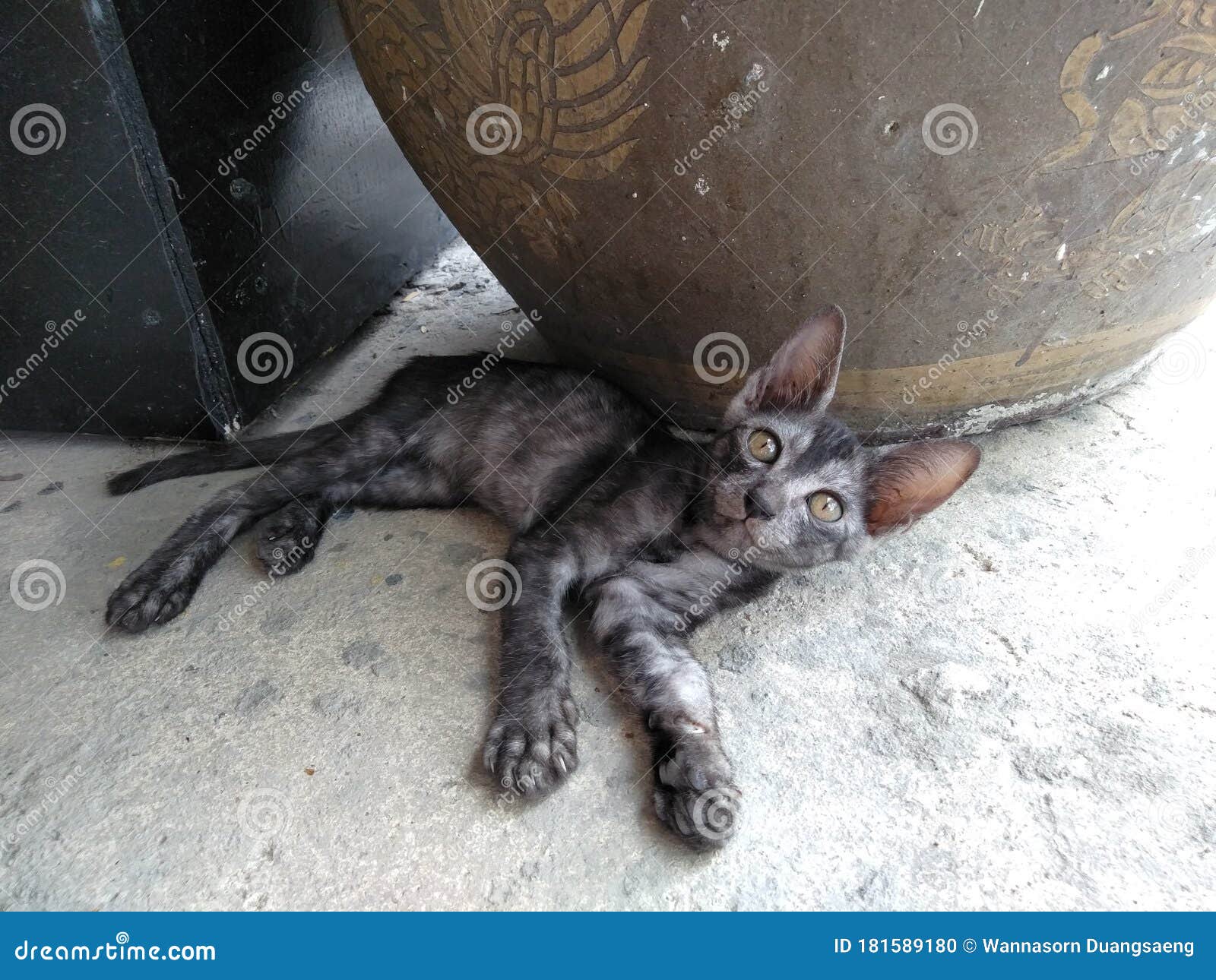 Mini-gatos adorables foto de archivo. Imagen de gato - 181589180