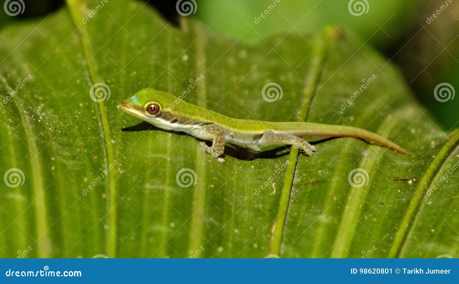 Mini gecko stock image. Image of mauritius, pose, gekko - 98620801