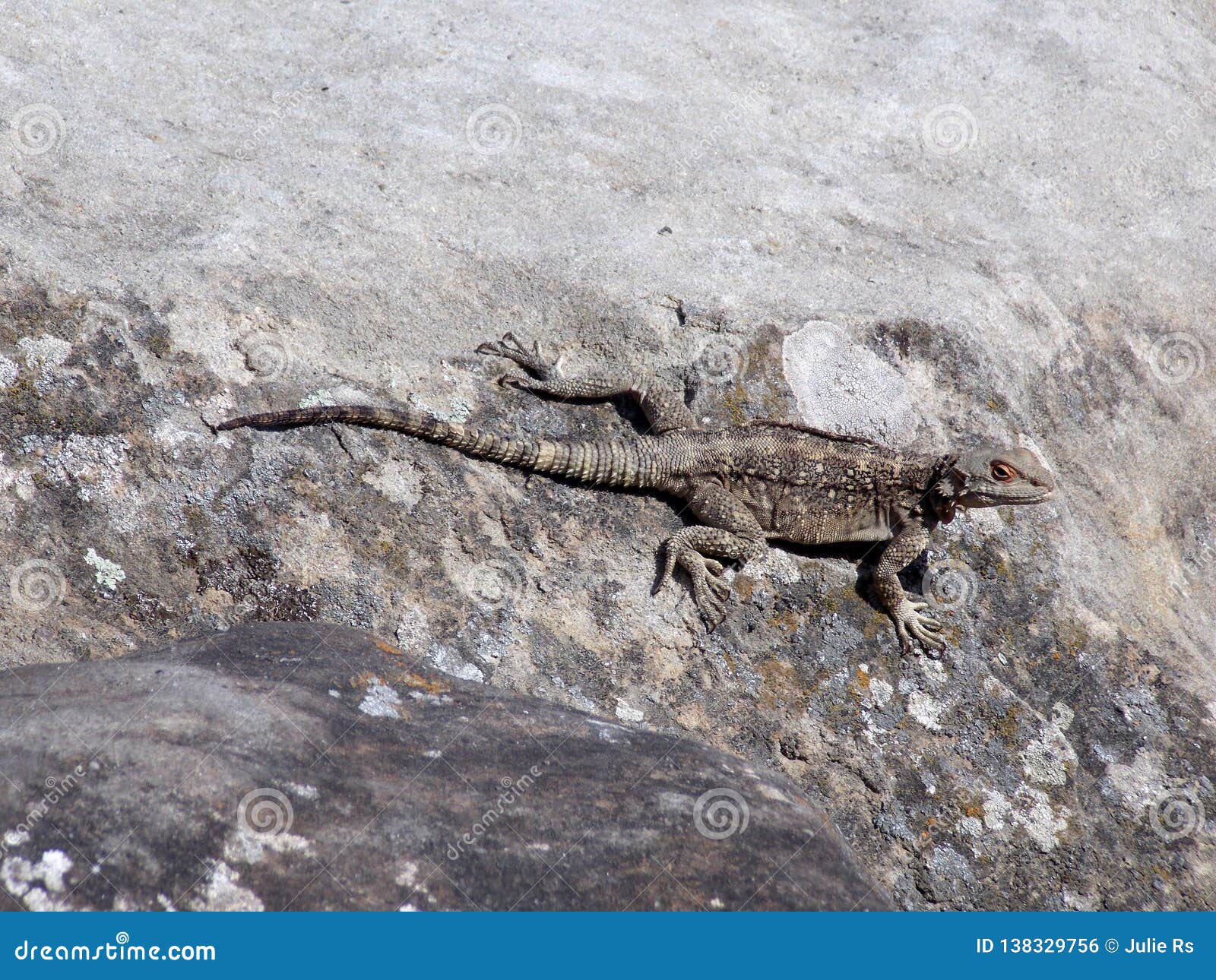Mini Georgian Dragon stock photo. Image of nature, ancient - 138329756