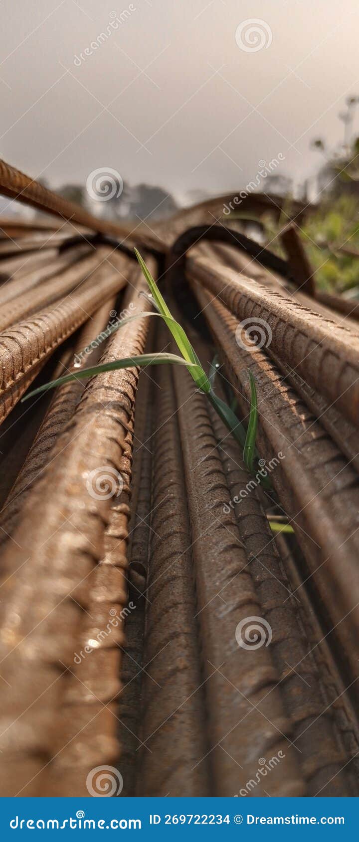 Mini Grass Plant Arising within the Iron Rods. Stock Photo - Image of ...