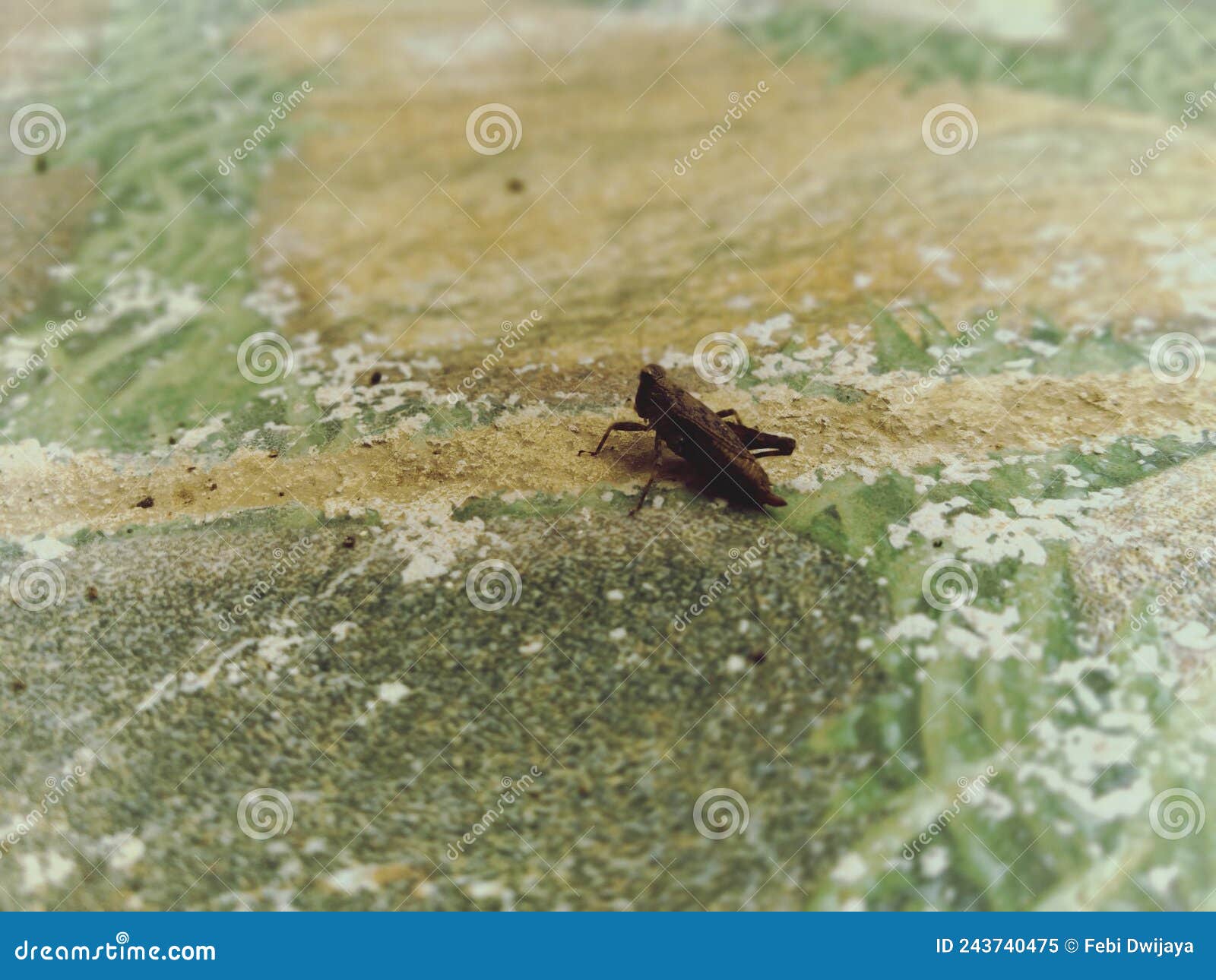 Mini grasshopper stock image. Image of nature, insect - 243740475